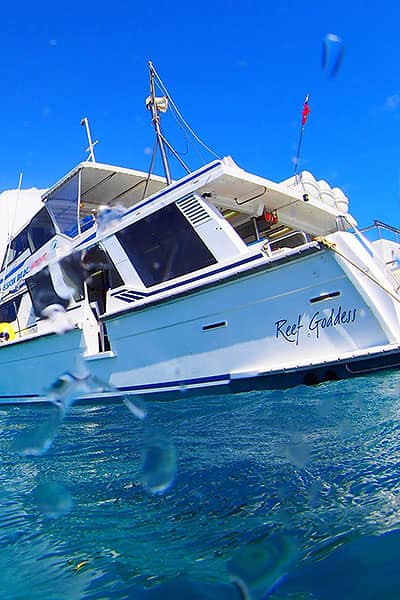Mission Beach Reef Tours - Advice & Bookings - Licuala Lodge