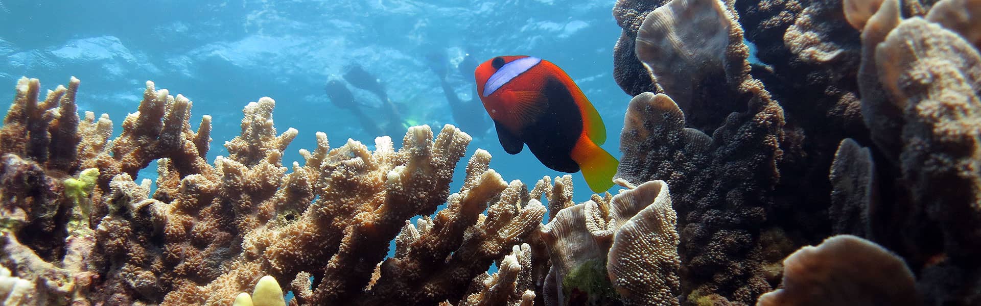 Mission Beach Reef Tours - Advice & Bookings - Licuala Lodge