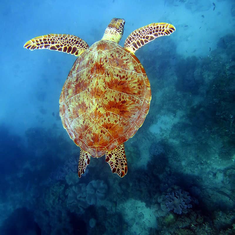 Mission Beach Reef Tours - Advice & Bookings - Licuala Lodge