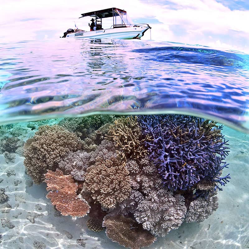 Mission Beach Reef Tours - Advice & Bookings - Licuala Lodge